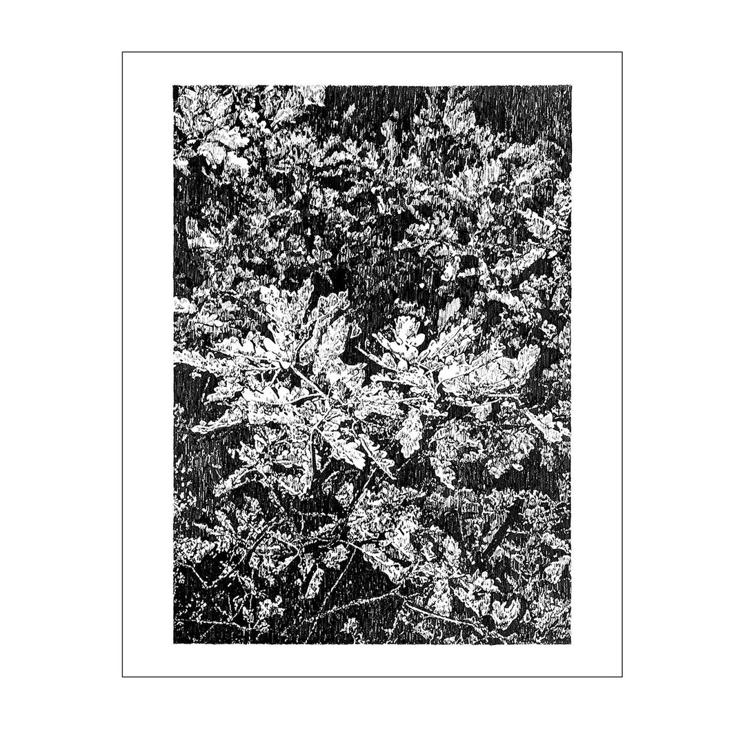 Oak Trees, Les Truffières Drawing John Mirabel | Artemest