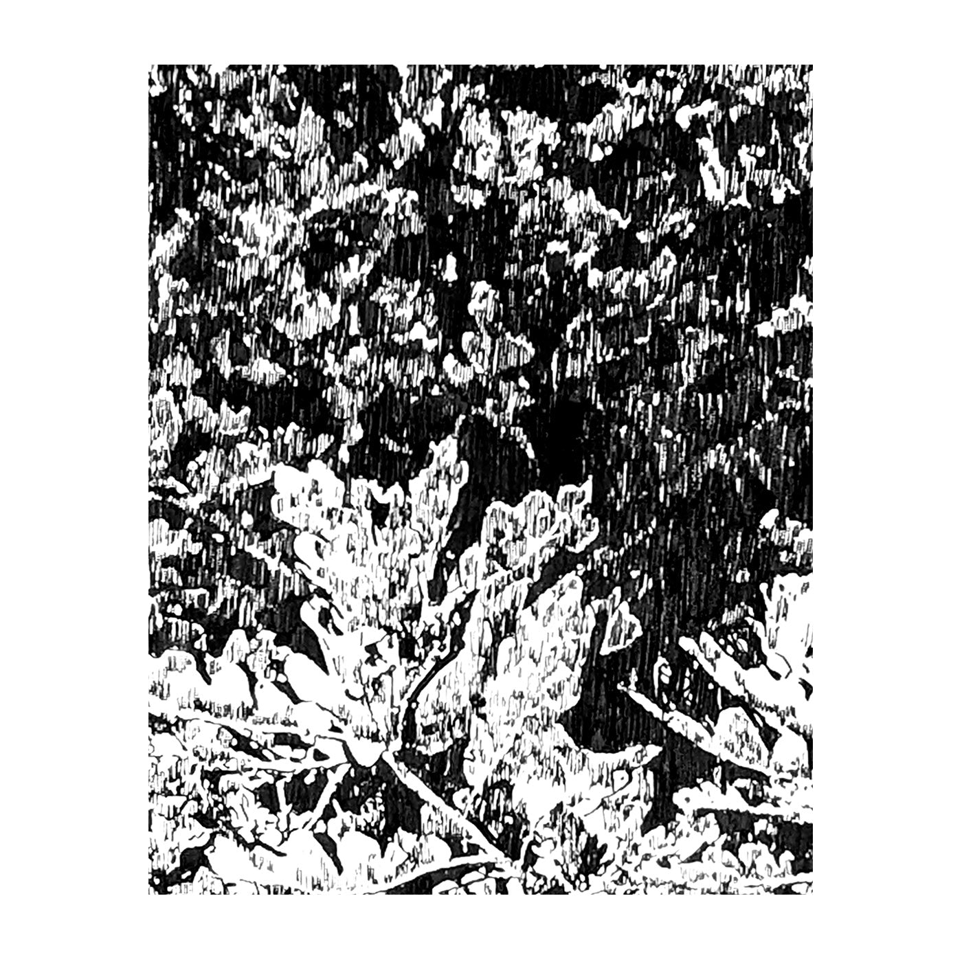 Oak Trees, Les Truffières Drawing John Mirabel | Artemest