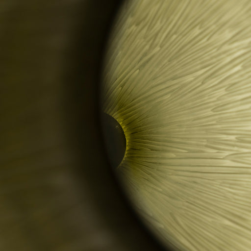 Laguna Puparin Vase Purho | Artemest