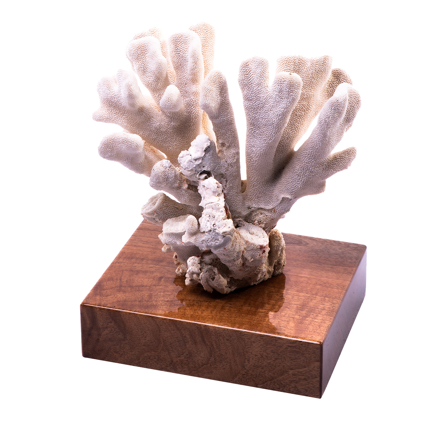 Stylophora Pistillata Coral on Walnut Base Marricreo | Artemest