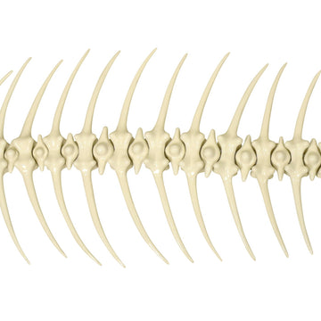 Fishbone Sculpture Roberto Cambi | Artemest