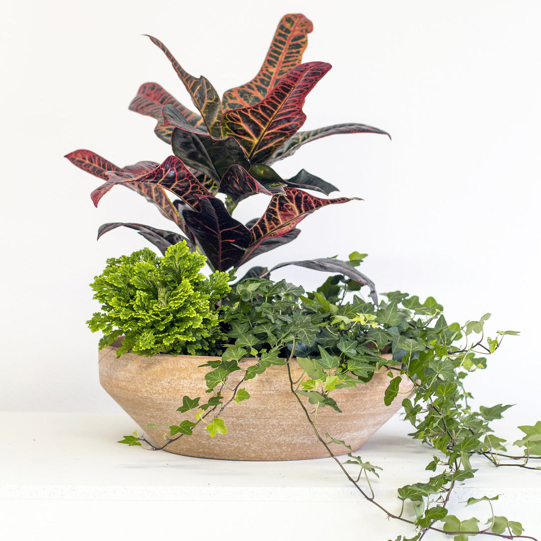 Terrae Red Cachepot Picta | Artemest