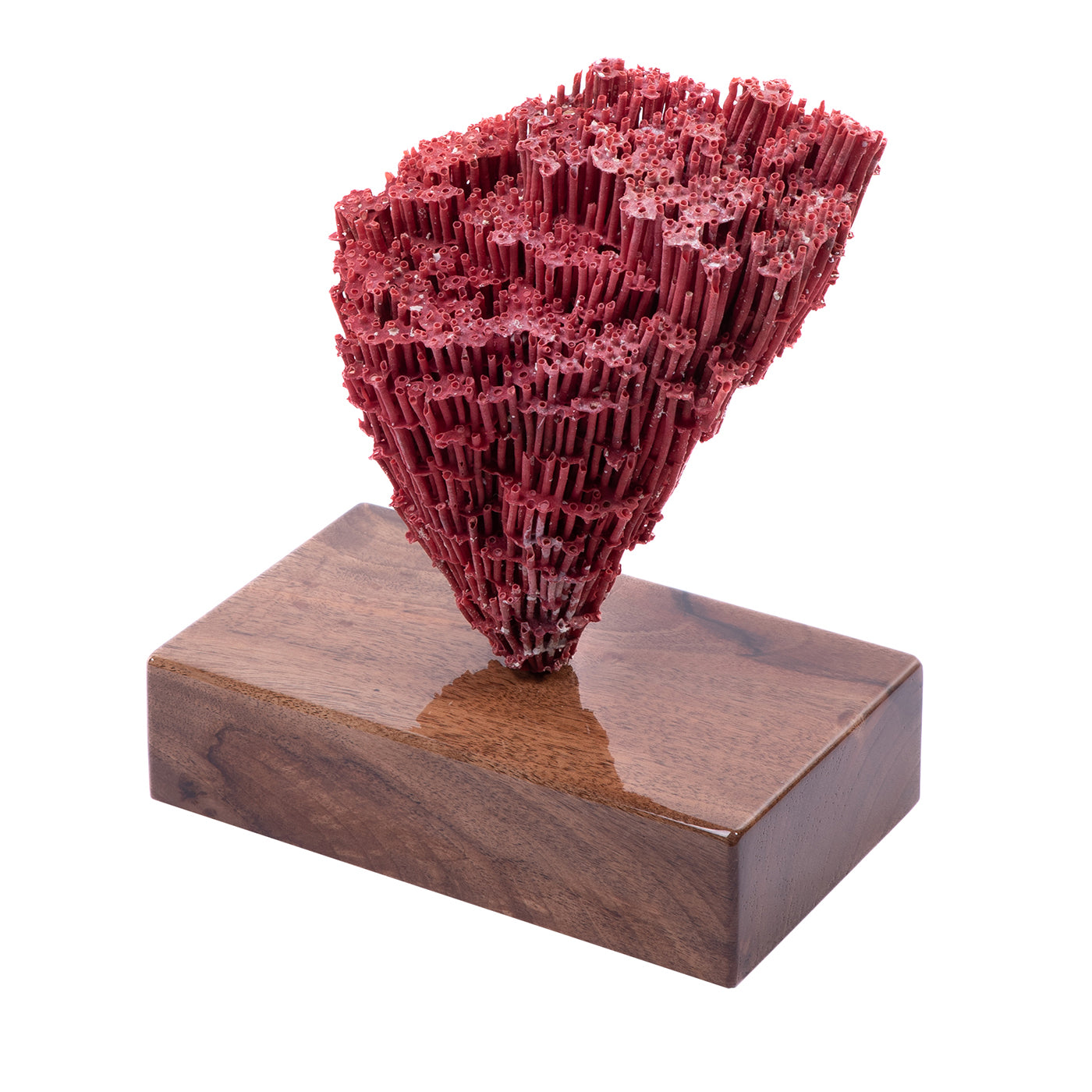 Pipe Organ Coral on Walnut Base Marricreo | Artemest